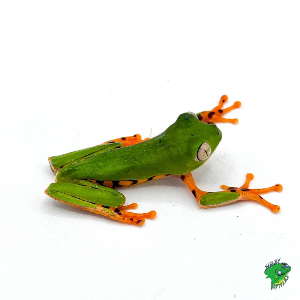 Frogs & Toads - Strictly Reptiles