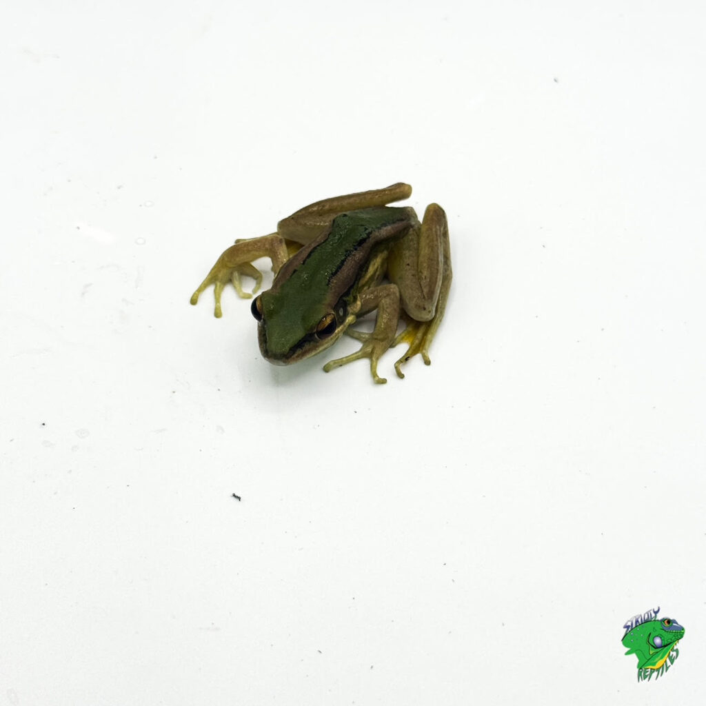 Malayan Leaf Frog - adult male - Strictly Reptiles