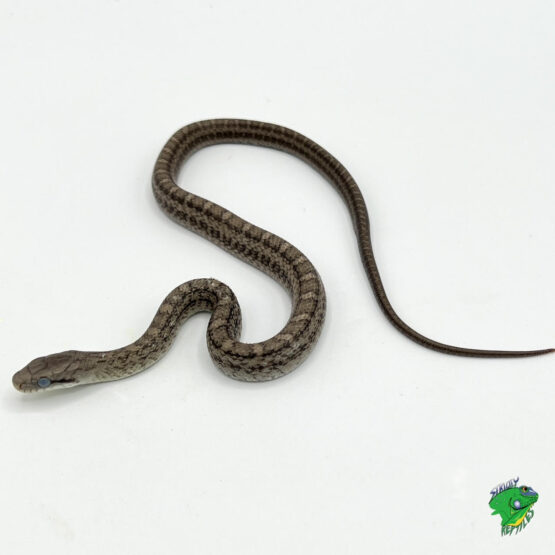 Red Tail Green Rat Snake (Borneo Locality) – Adult – Strictly Reptiles Inc.