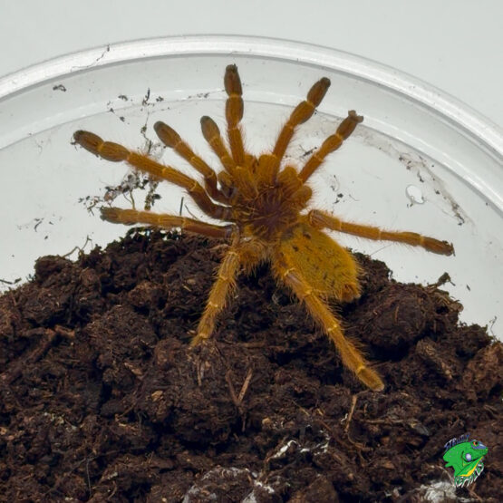Orange Baboon Tarantula - 2 to 2.5 inch RCF - Strictly Reptiles