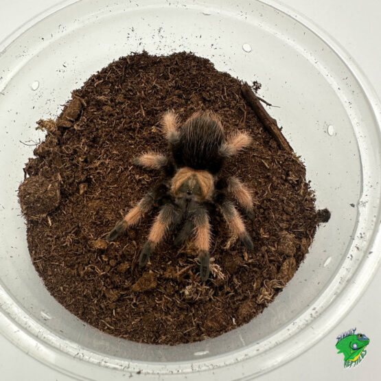 Tarantulas & Spiders - Page 3 of 6 - Strictly Reptiles