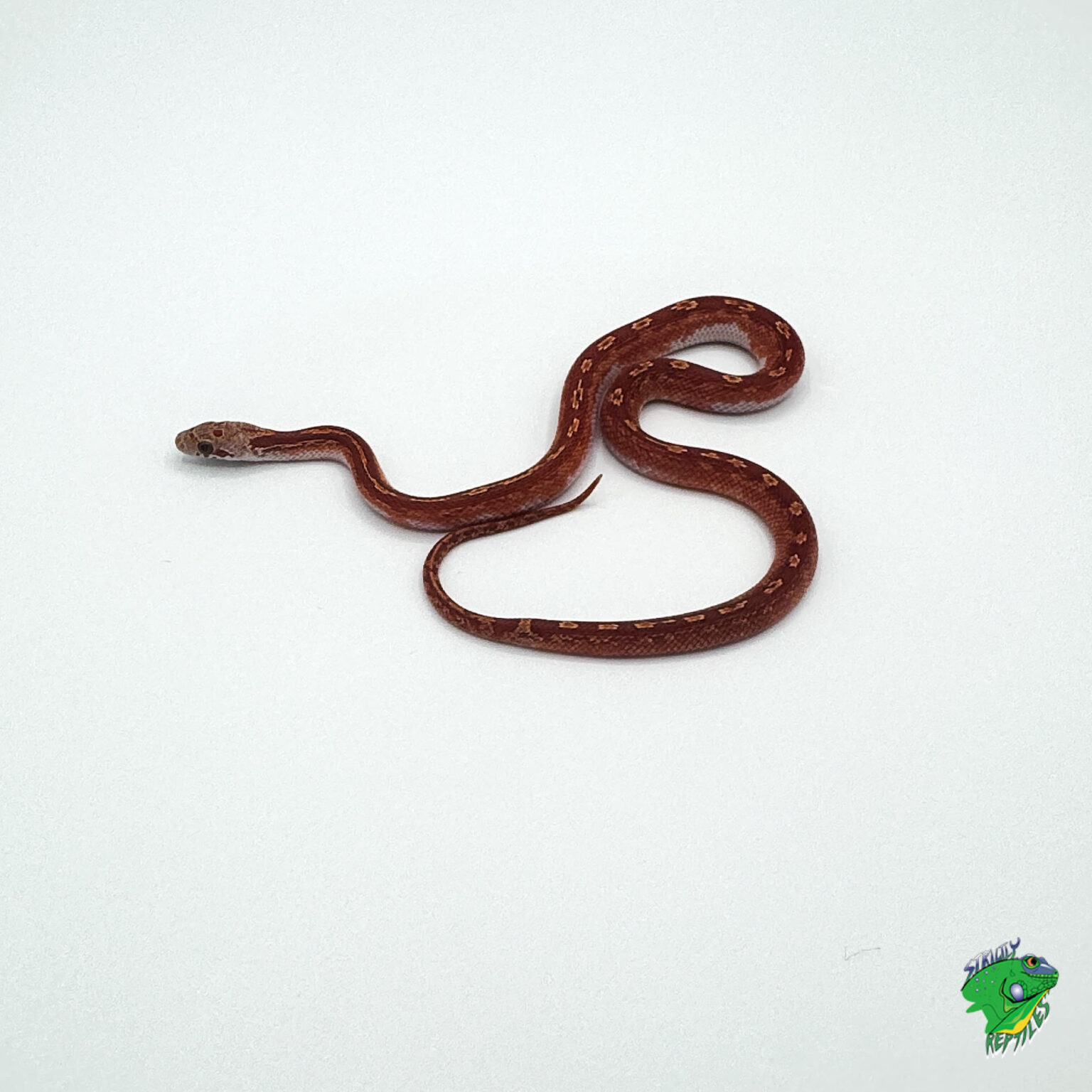Corn Snakes - Strictly Reptiles