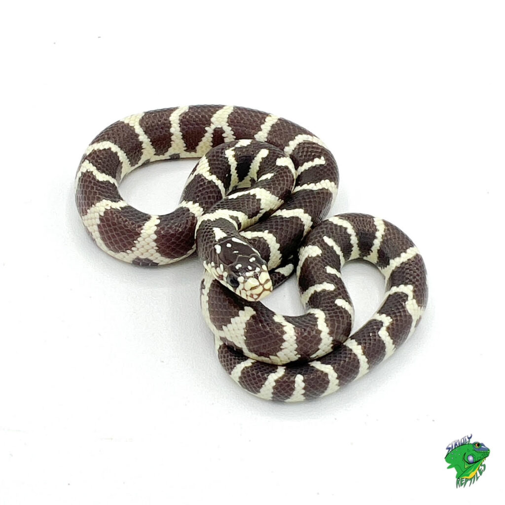 Hypo Aberrant California Kingsnake - baby - Strictly Reptiles