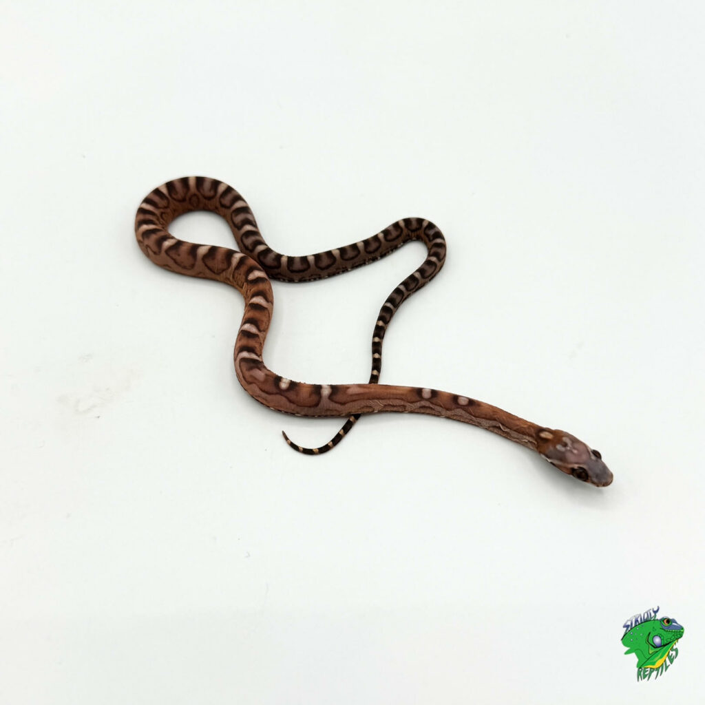 Mandarin Corn Snake - baby - Strictly Reptiles
