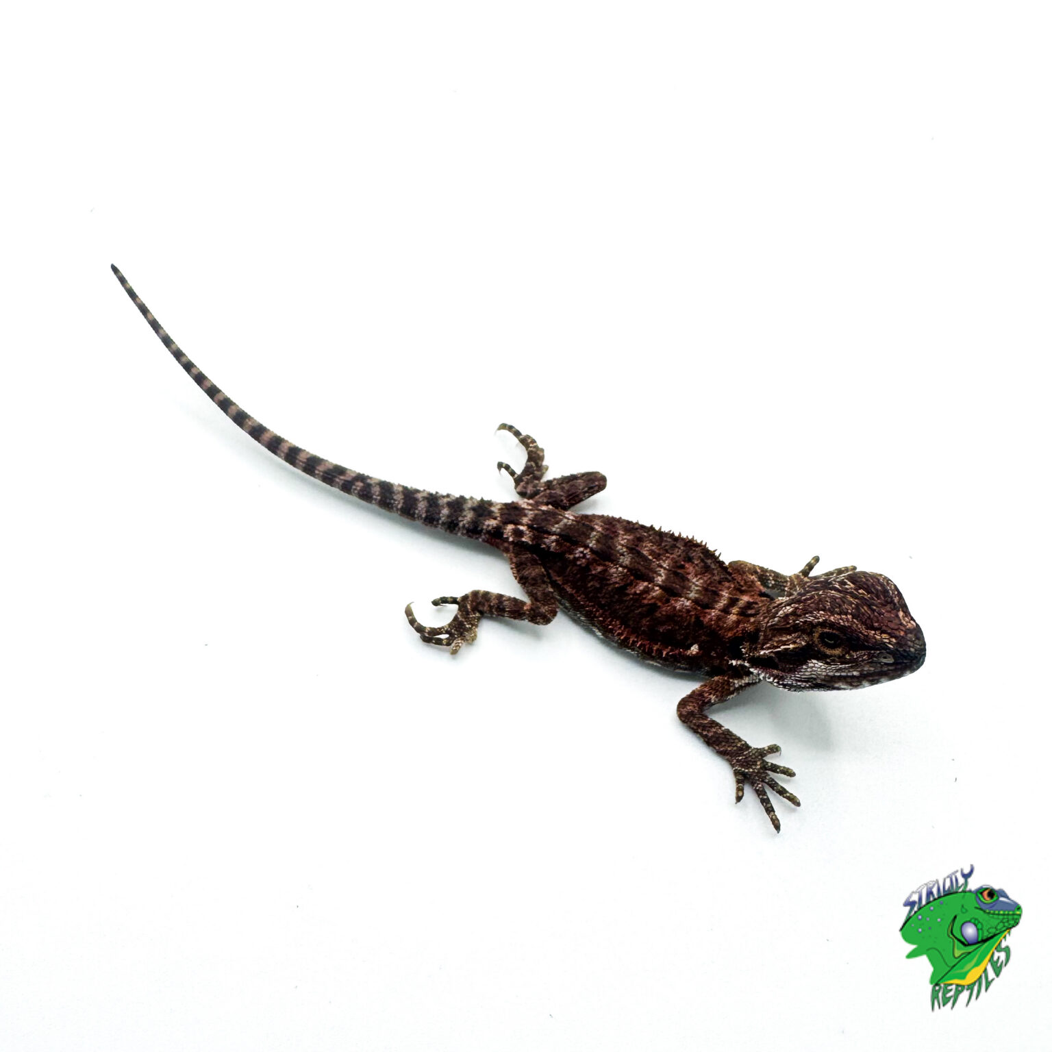 True 100% Red Monster Bearded Dragon - cb baby - Strictly Reptiles